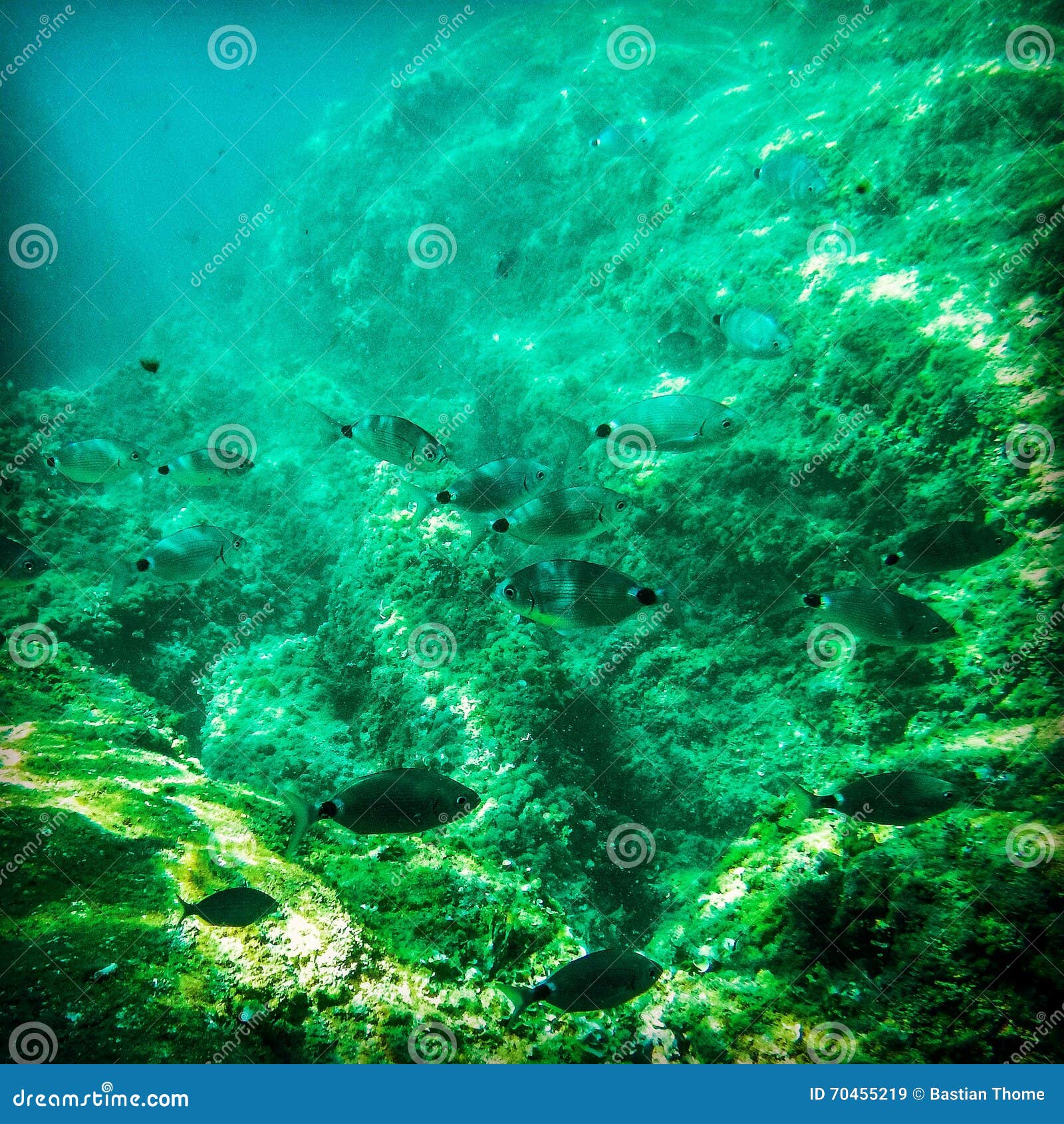 Fishswarm stock image. Image of water, fish, fishswarm - 70455219