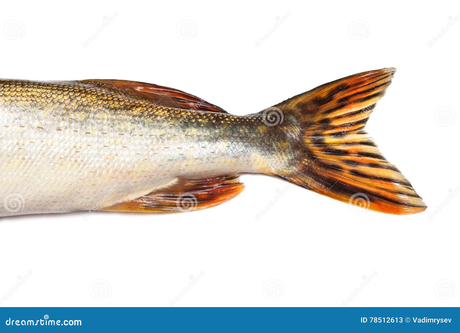 Fishtail of Big Pike Isolated Over White Stock Image - Image of studio ...