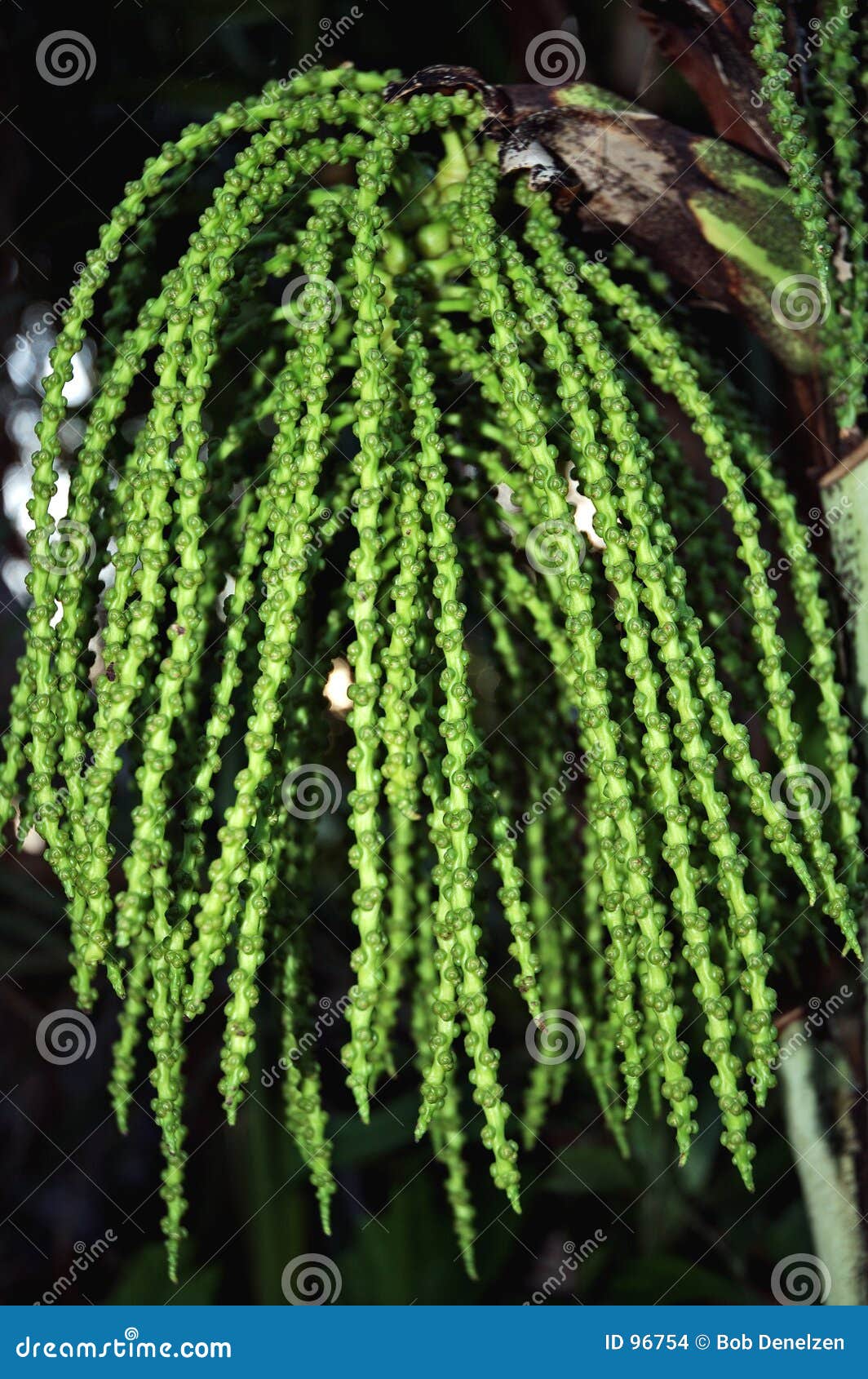 Fishtail Palm Flower stock photo. Image of caryota, landscape - 96754