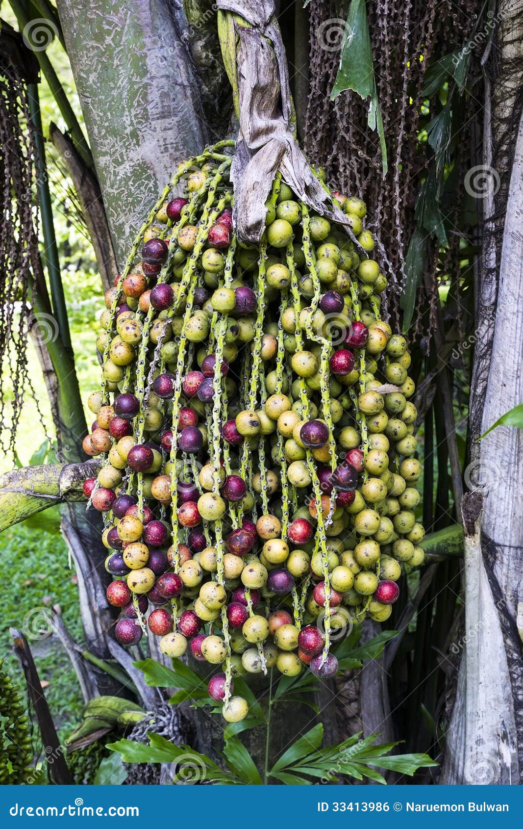 Fishtail palm seed stock photo. Image of caryota, forest - 33413986