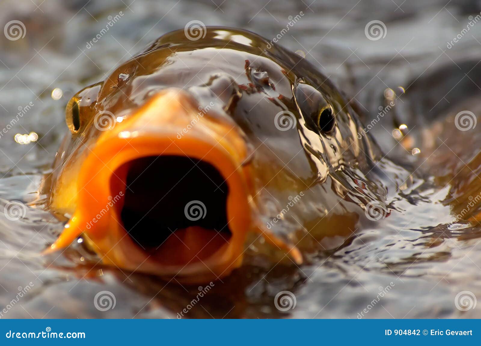 Fishy background stock photo. Image of abstract, colorful - 904842