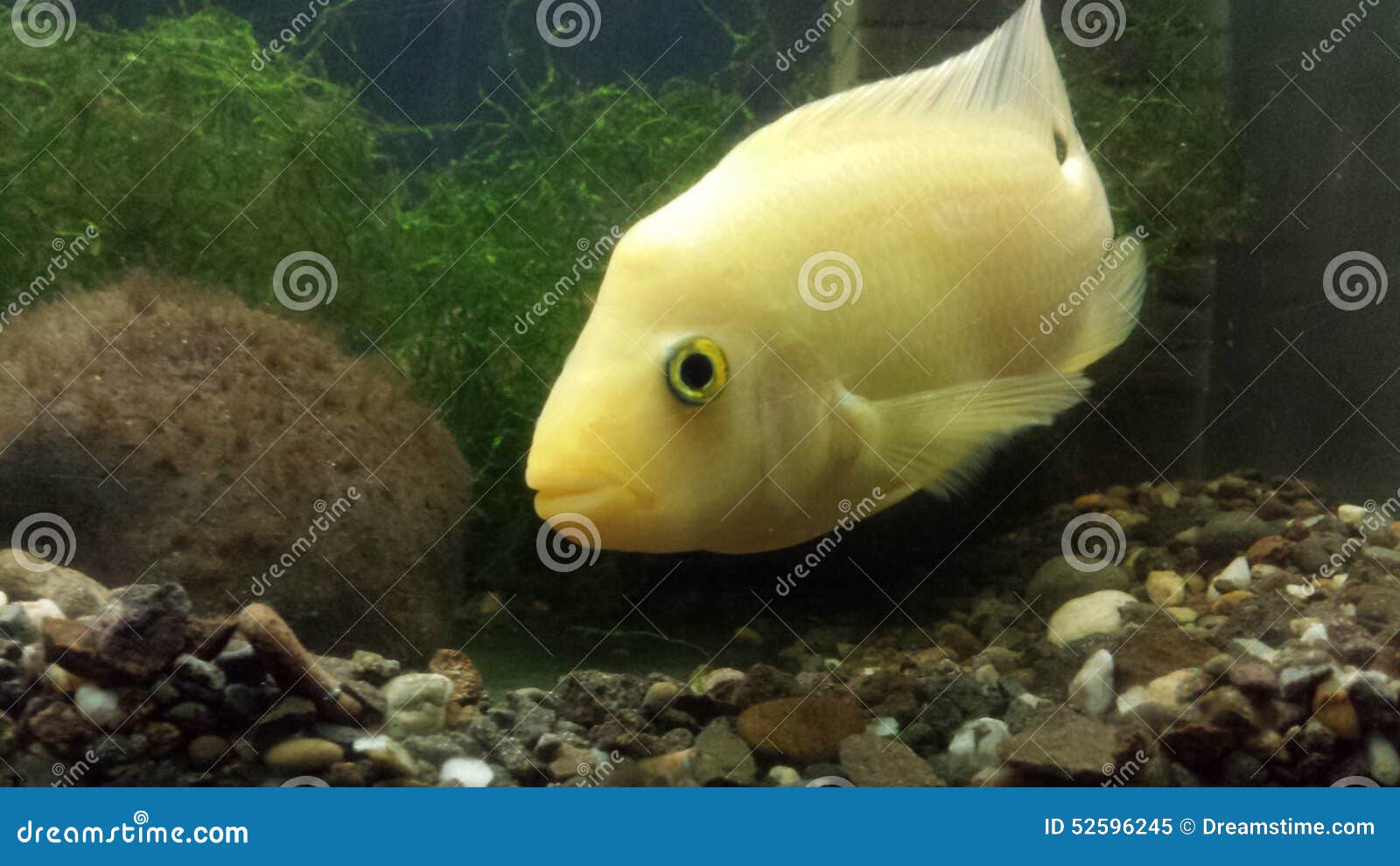 Fishy stock image. Image of sweet, fishy, beatiful, fish - 52596245