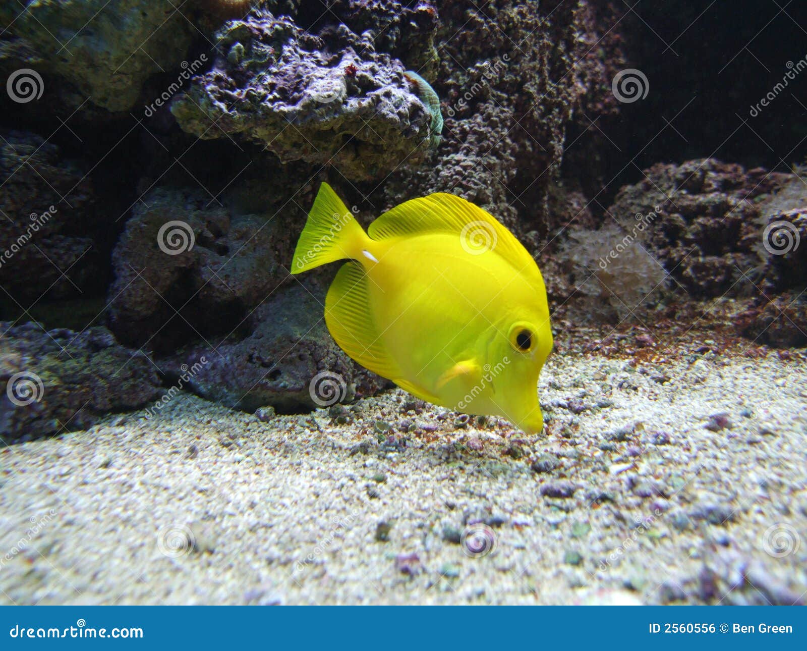 Fishy Fishy Fishy stock photo. Image of scales, fins, eyes - 2560556