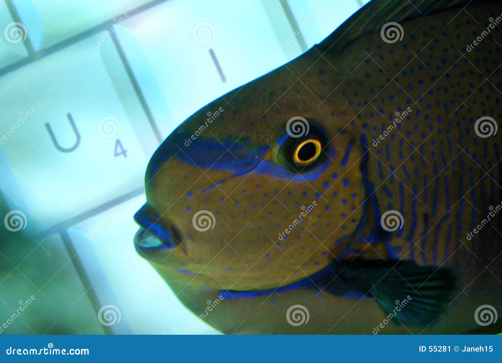 Fishy keyboard stock image. Image of blurs, artistic, surface - 55281