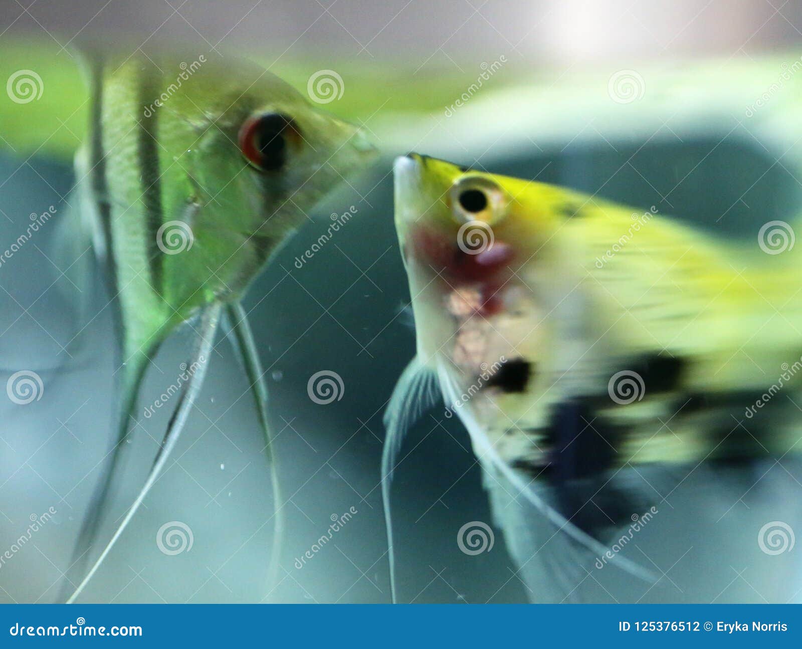 Fishy kiss stock photo. Image of touching, fins, pair - 125376512