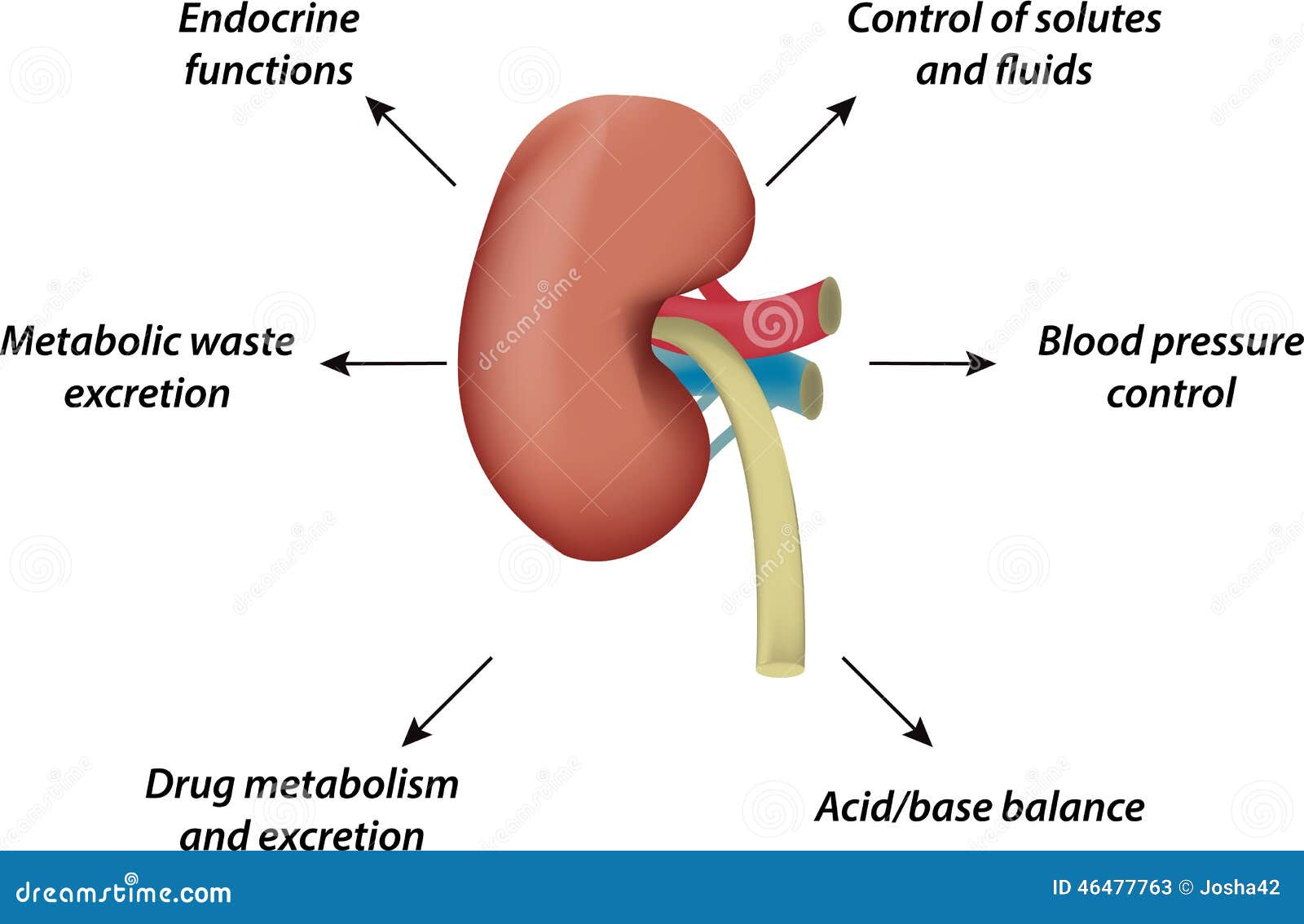 Fisiologia del rene illustrazione vettoriale. Illustrazione di ...