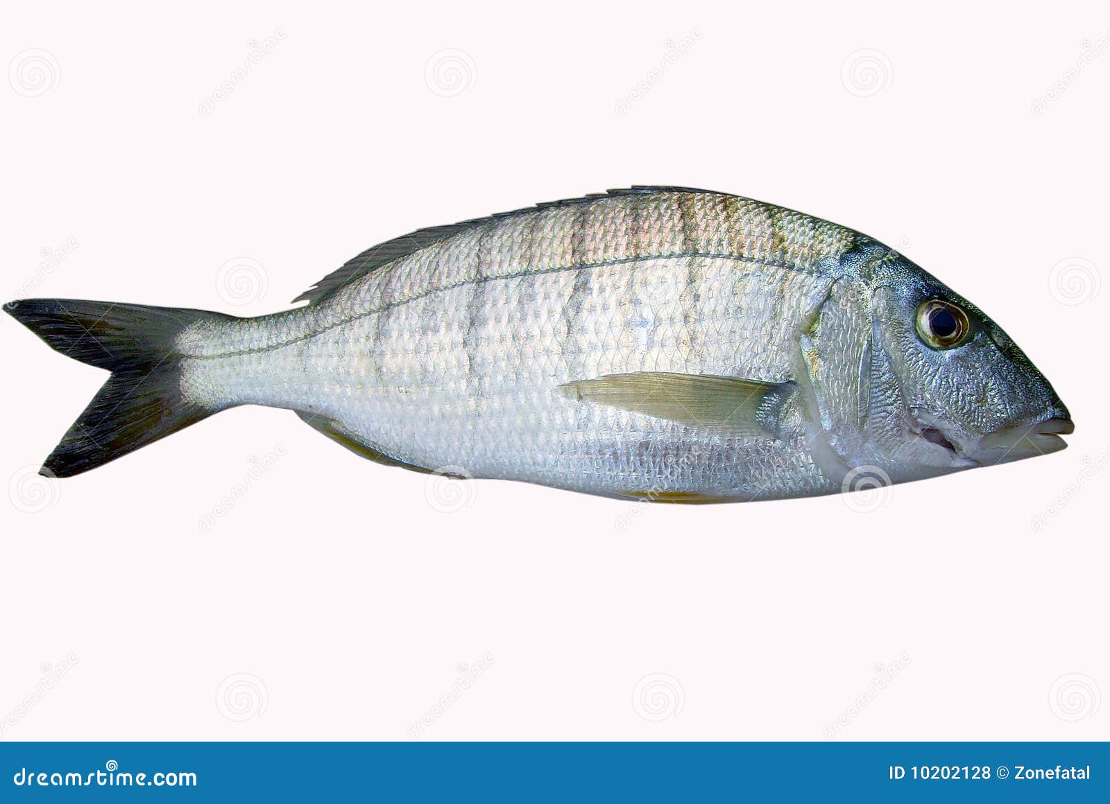 Fisk arkivfoto. Bild av nytt, friskhet, sötvatten, läckert - 10202128