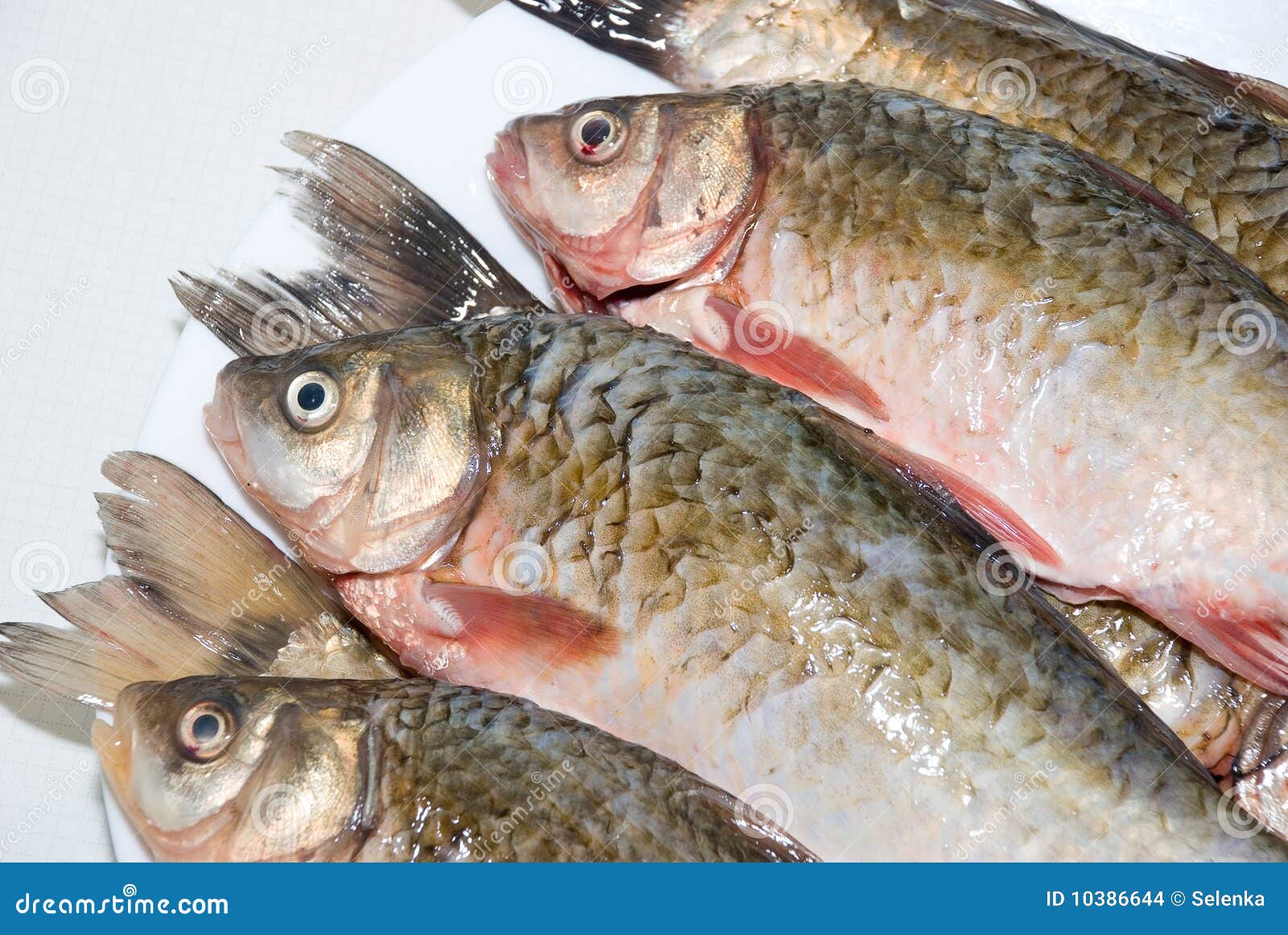 Fisk arkivfoto. Bild av vitt, smakligt, nytt, platta - 10386644