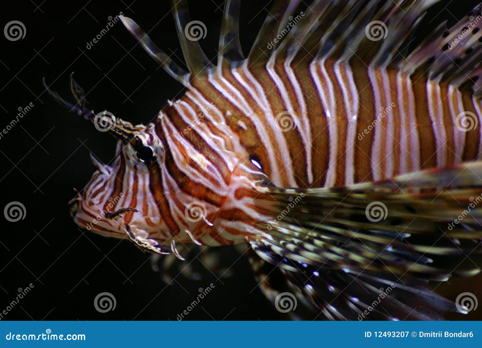 Fisk fotografering för bildbyråer. Bild av exotism, bild - 12493207