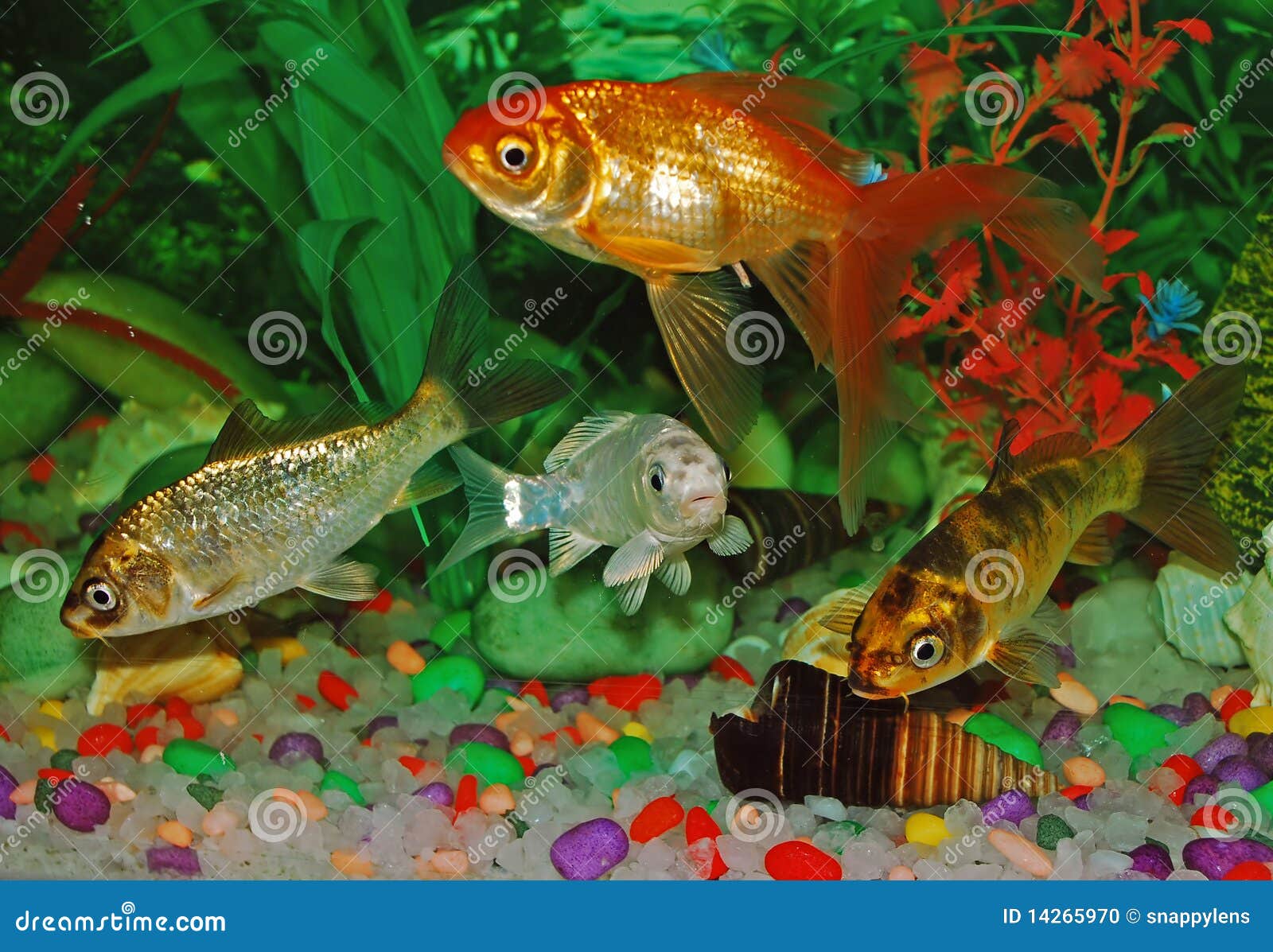 Fisk arkivfoto. Bild av fisk, anhydrous, skal, flotta - 14265970