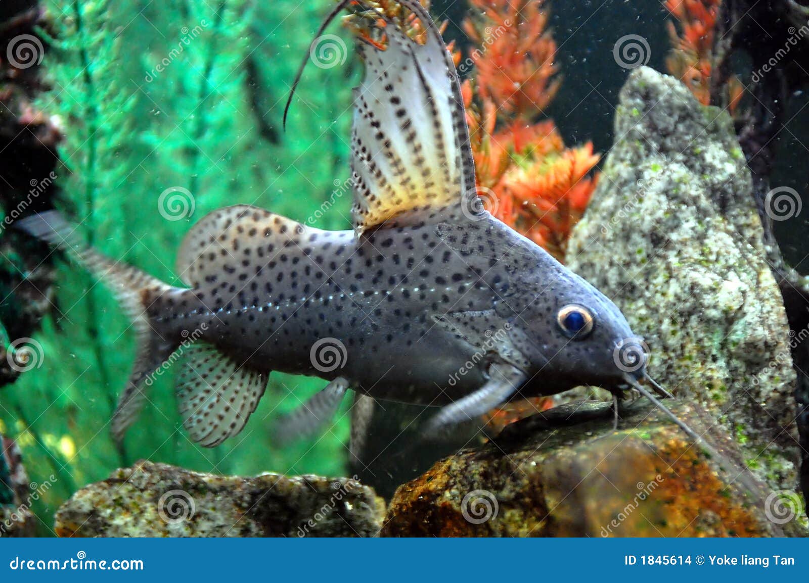 Fisk Bild. Bild: 1845614