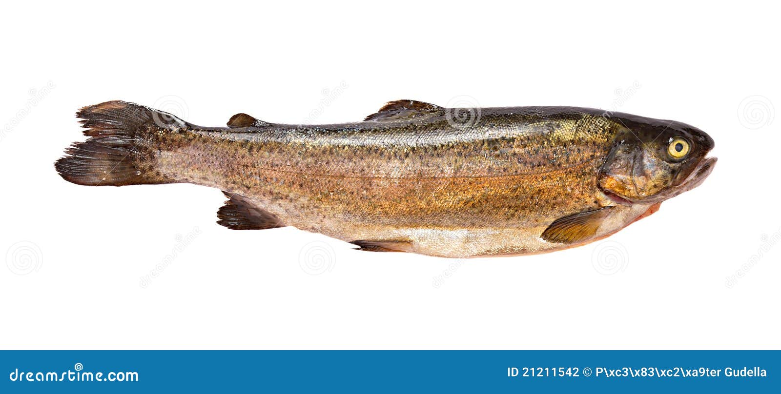 Fisk arkivfoto. Bild av natur, angus, vitt, helt, forell - 21211542