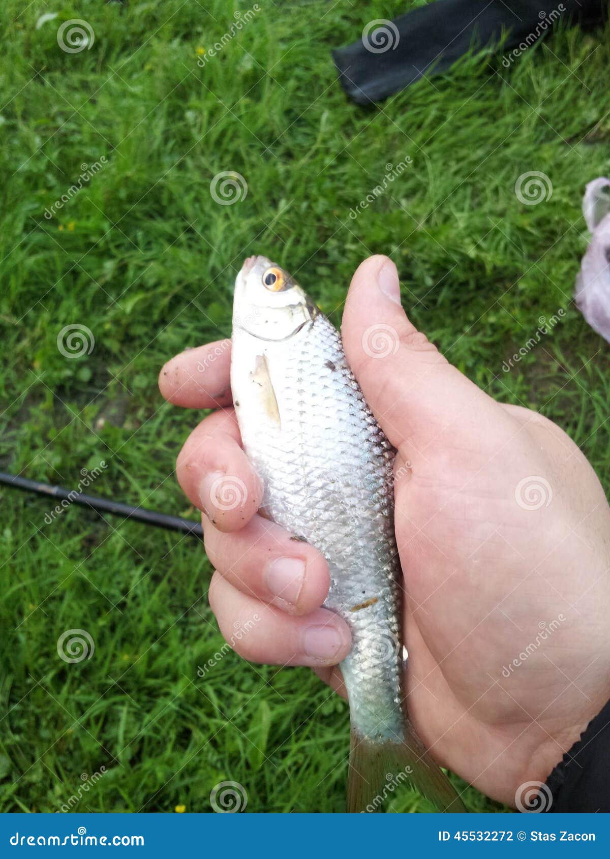 Fisk arkivfoto. Bild av hand, flod, fisk - 45532272