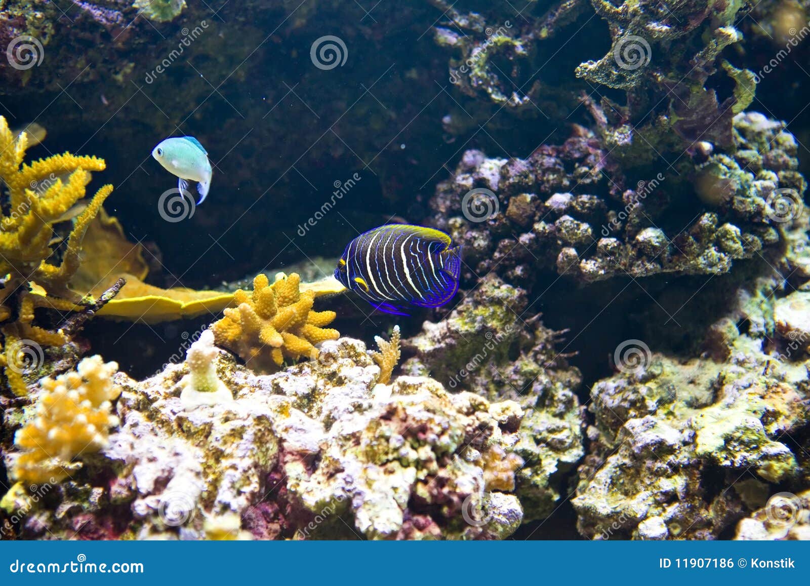 Fiskar arkivfoto. Bild av tropiskt, flotta, korall, sport - 11907186