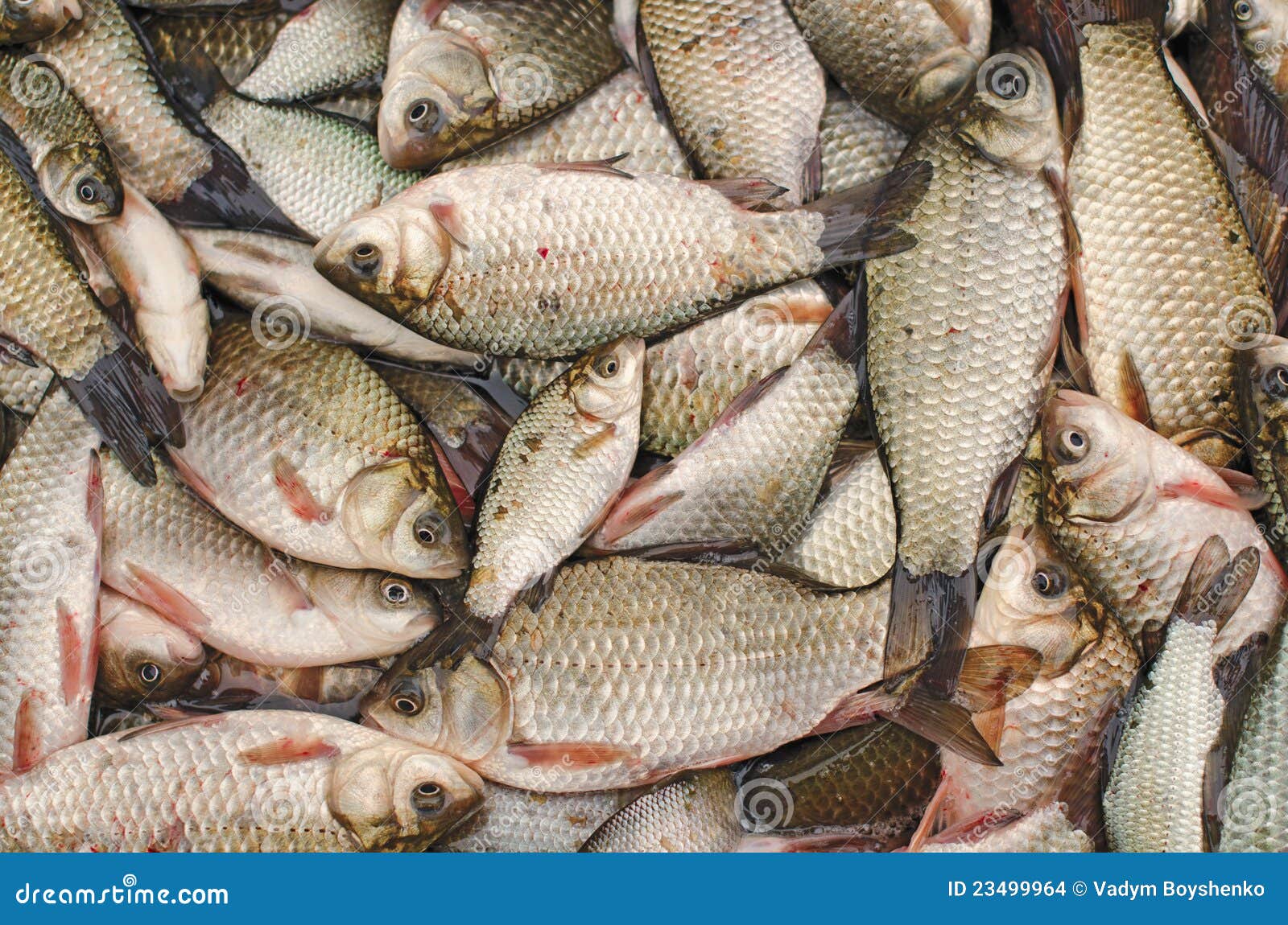 Fiskar sötvatten arkivfoto. Bild av sarv, fisk, industri - 23499964