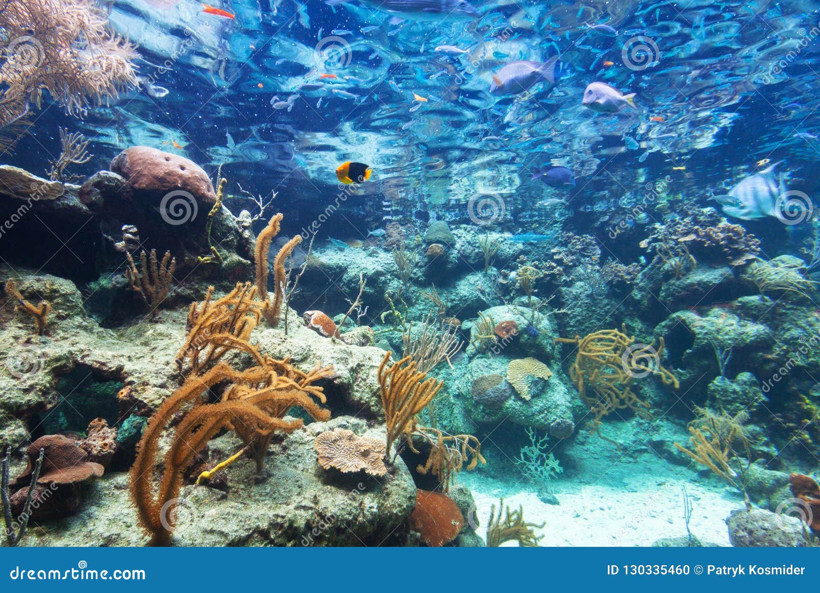 Fiskar Som Simmar I Det Karibiska Havet Arkivfoto - Bild av angus, skal ...