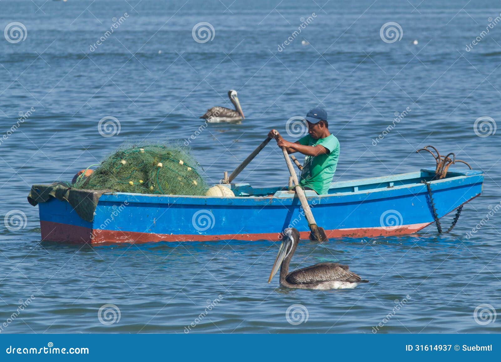 Fiskare- och peruanpelikan redaktionell arkivbild. Bild av pacific ...