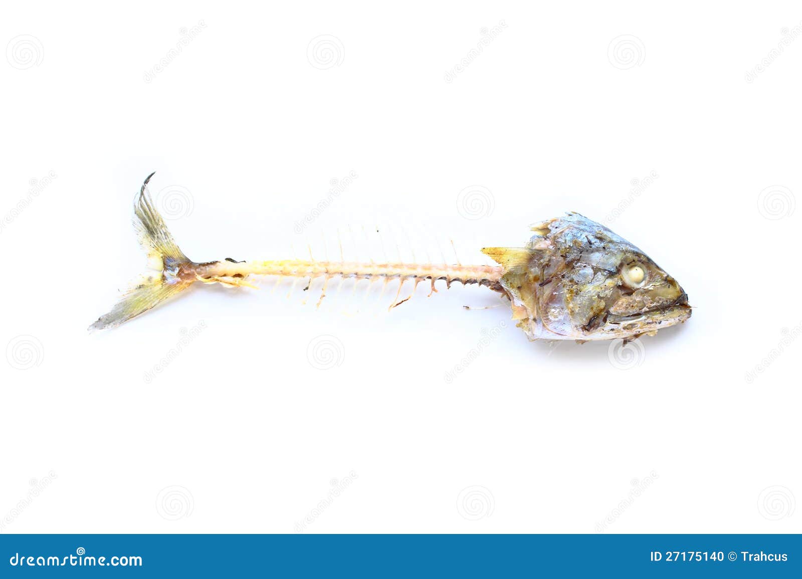 Fiskben arkivfoto. Bild av fisk, kadaver, avfalls, avskräde - 27175140