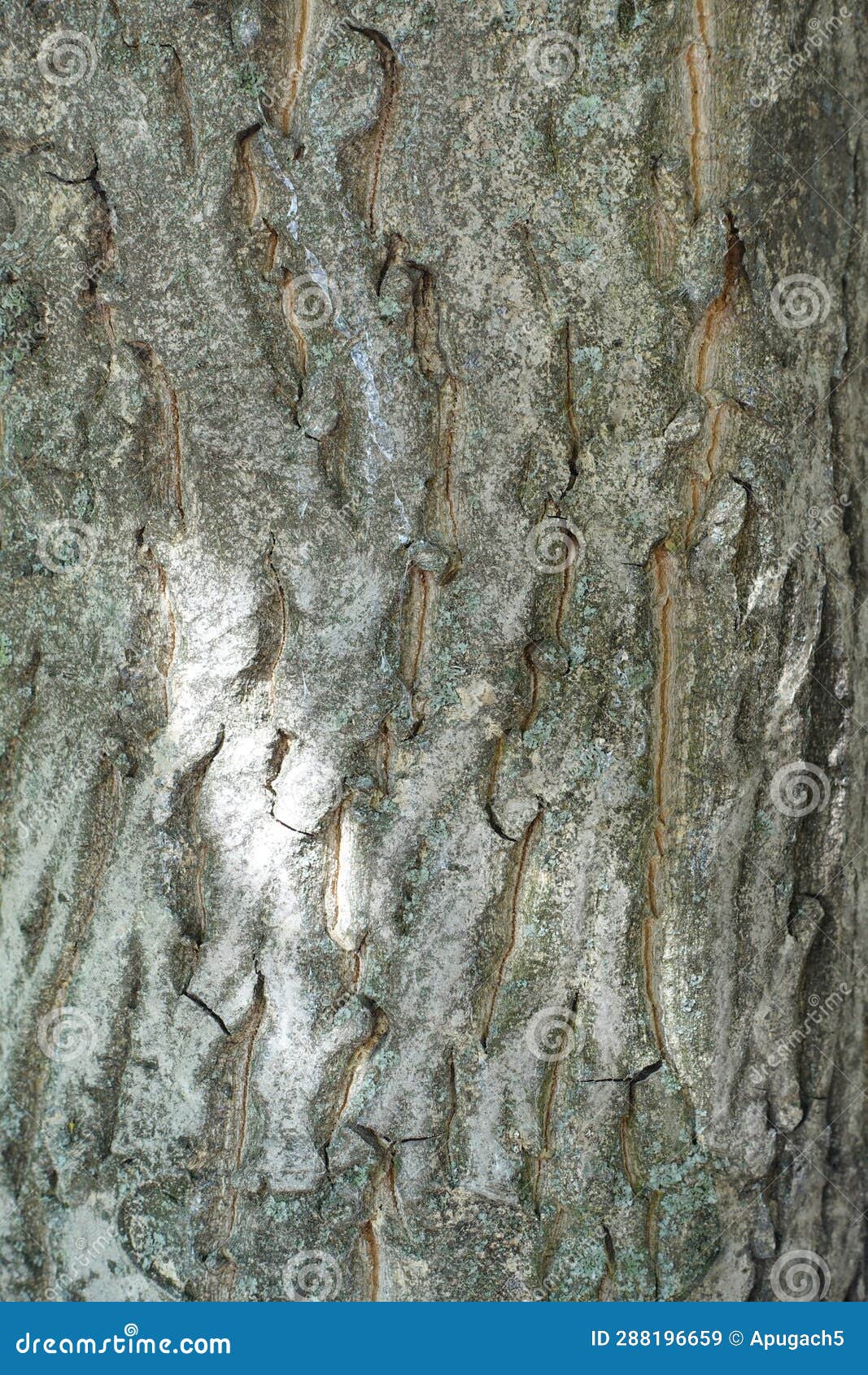 Fissured Surface of Grey Bark of Persian Walnut Stock Image - Image of ...