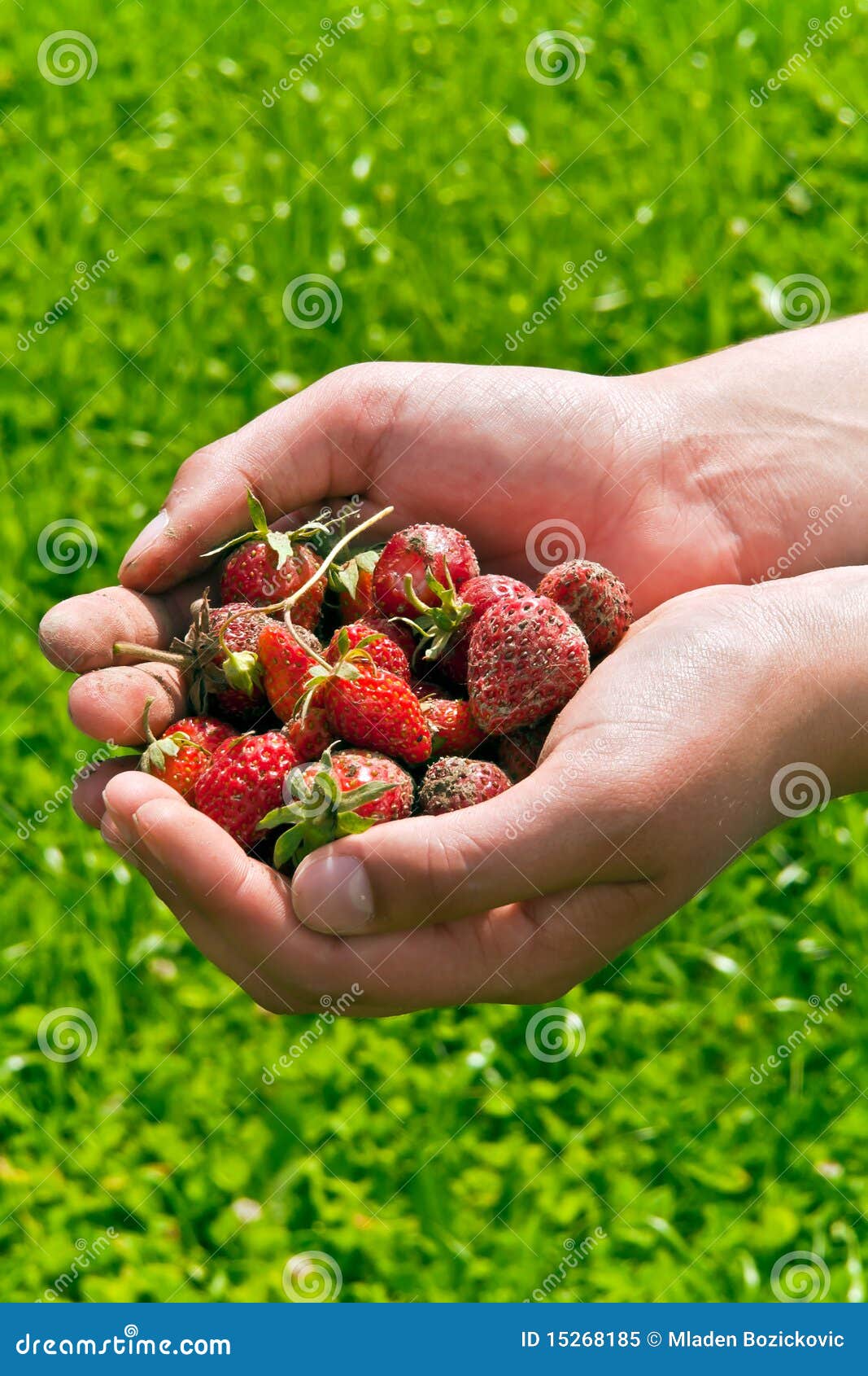 Fist full of strawberries stock image. Image of tasty - 15268185