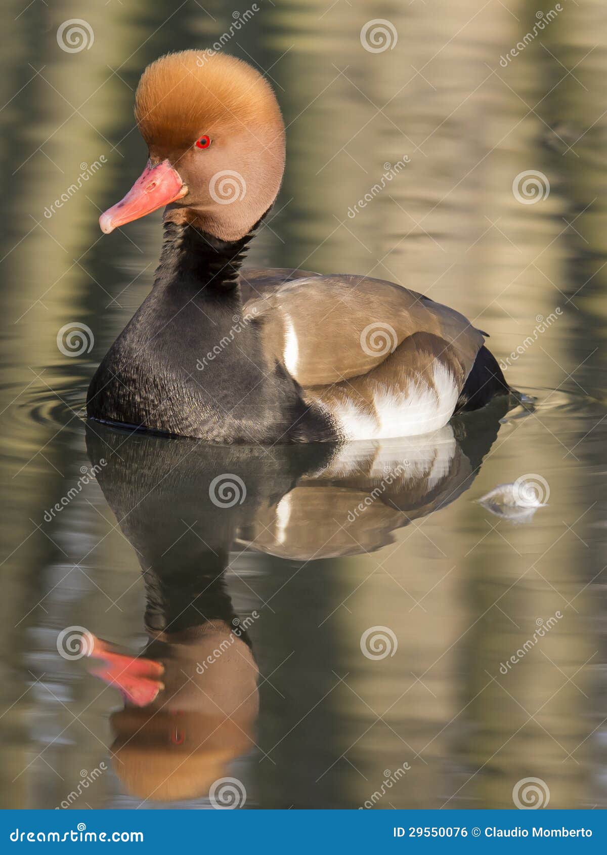 Turco Bird Stock Photos - Free & Royalty-Free Stock Photos from Dreamstime