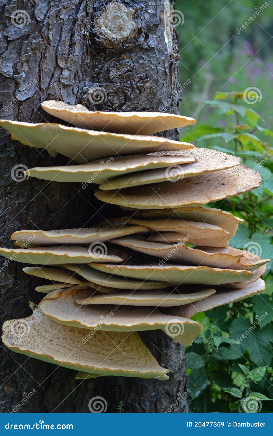 Bracket Fungus Stock Photography | CartoonDealer.com #35694608