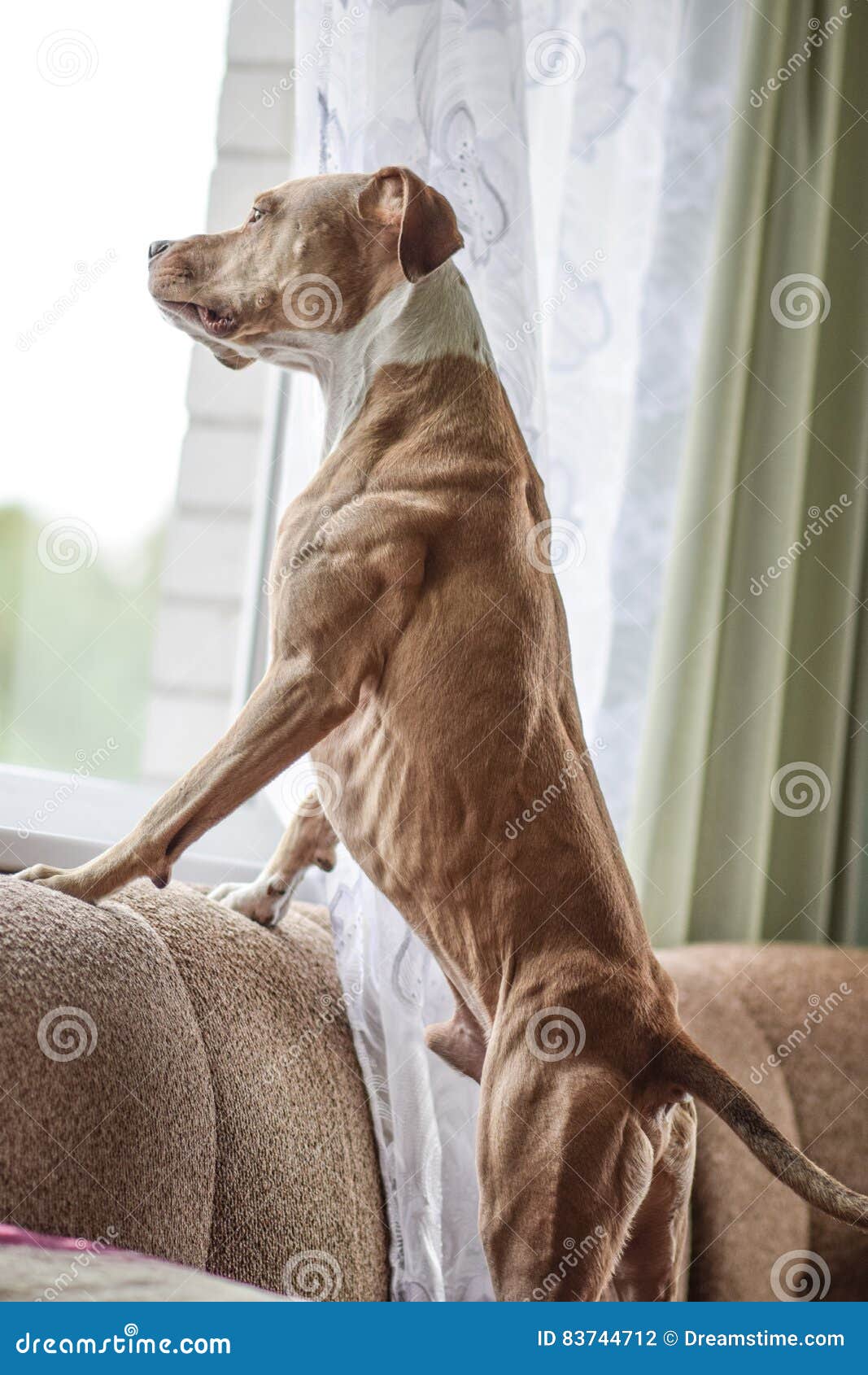 Fit dog stock photo. Image of young, athlete, fitness - 83744712