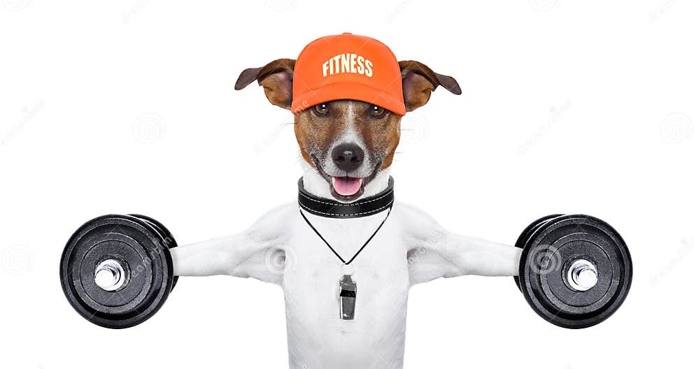 Fitness dog stock photo. Image of dumbbell, isolated - 29026486