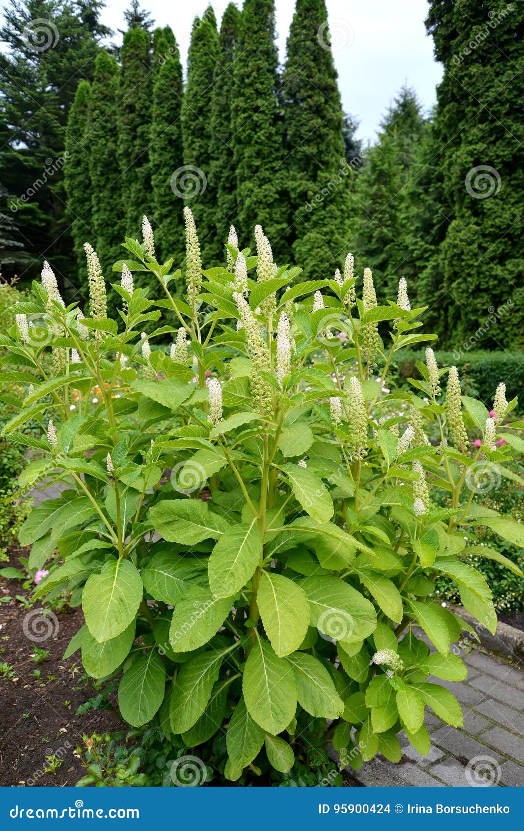 Fitolakka Berry Drupaceous Phytolacca Acinosa Roxb., General View Stock ...