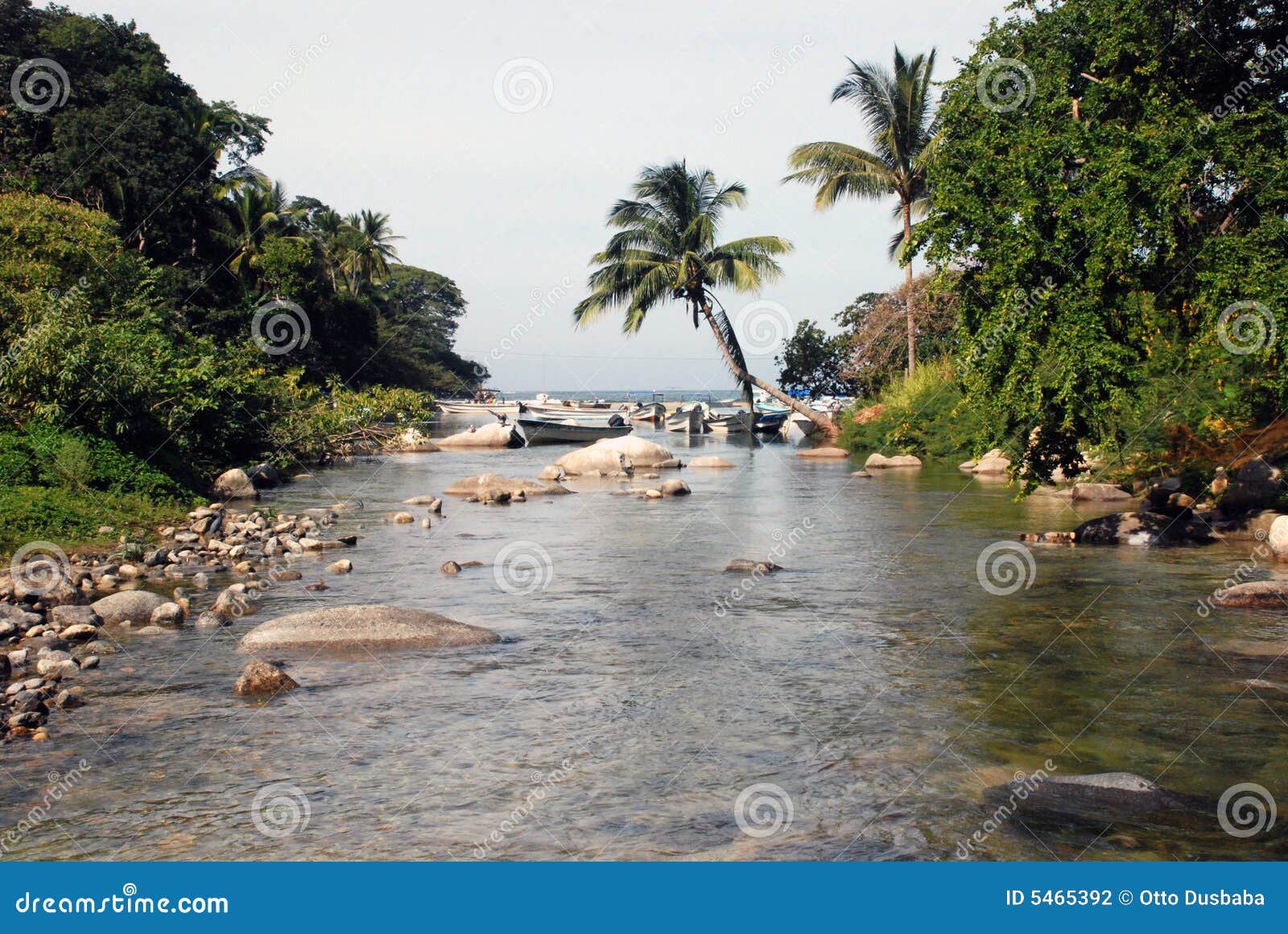 Fiume Della Giungla Nel Messico Del Sud Fotografia Stock - Immagine di ...