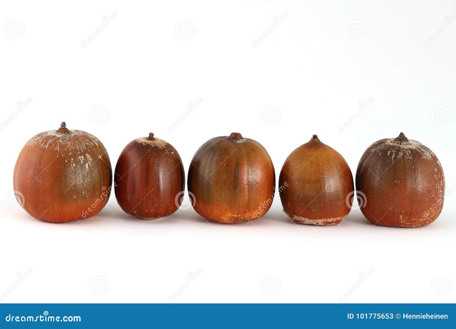 Five acorns stock image. Image of season, round, botany - 101775653