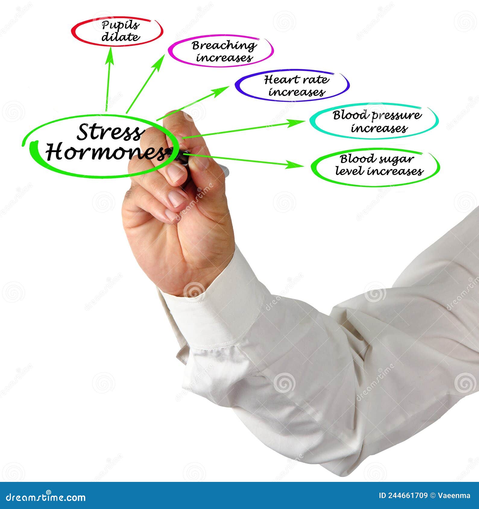 Actions of stress hormones stock image. Image of actions - 244661709