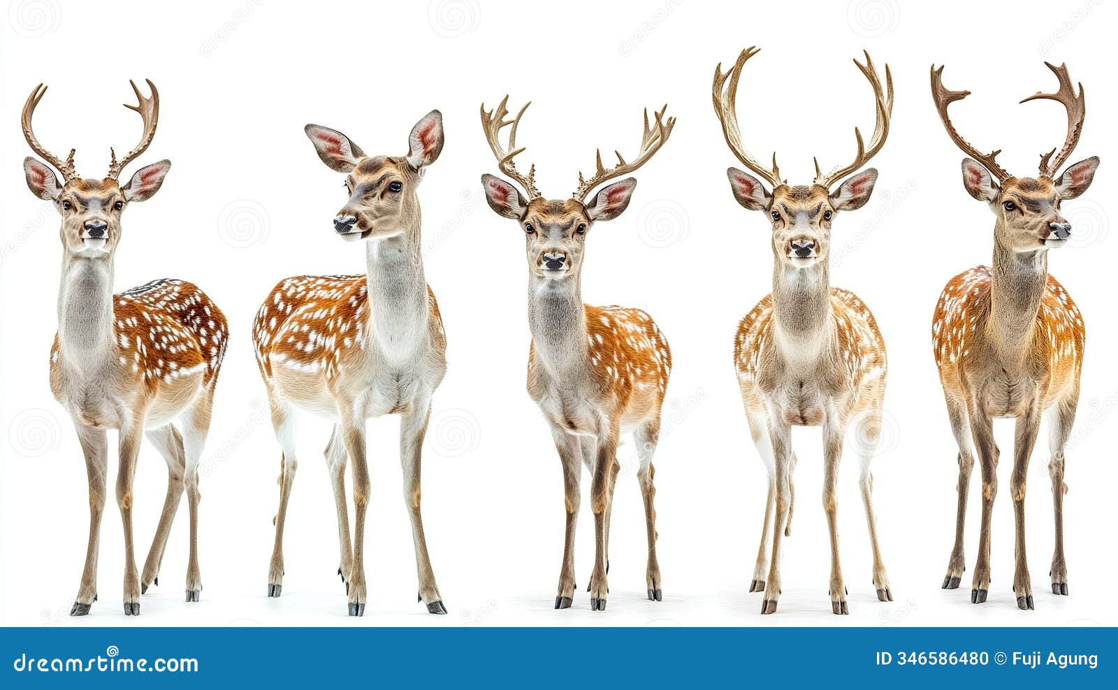 Five Adorable Fallow Deer Posing Against a White Background Stock ...