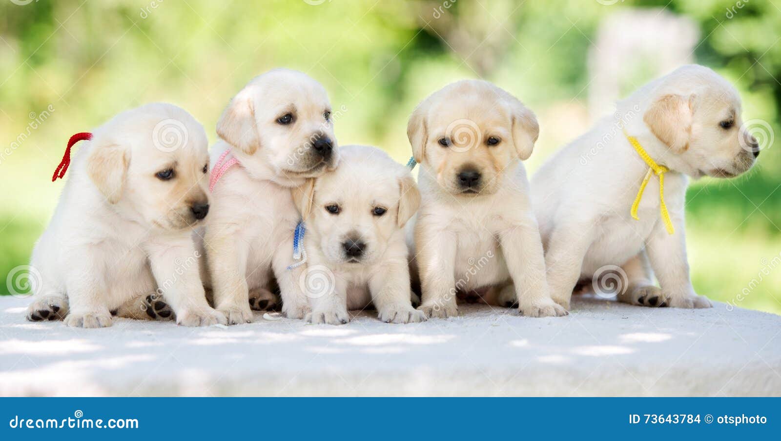 Five Adorable Labrador Retriever Puppies Stock Photo - Image of five ...