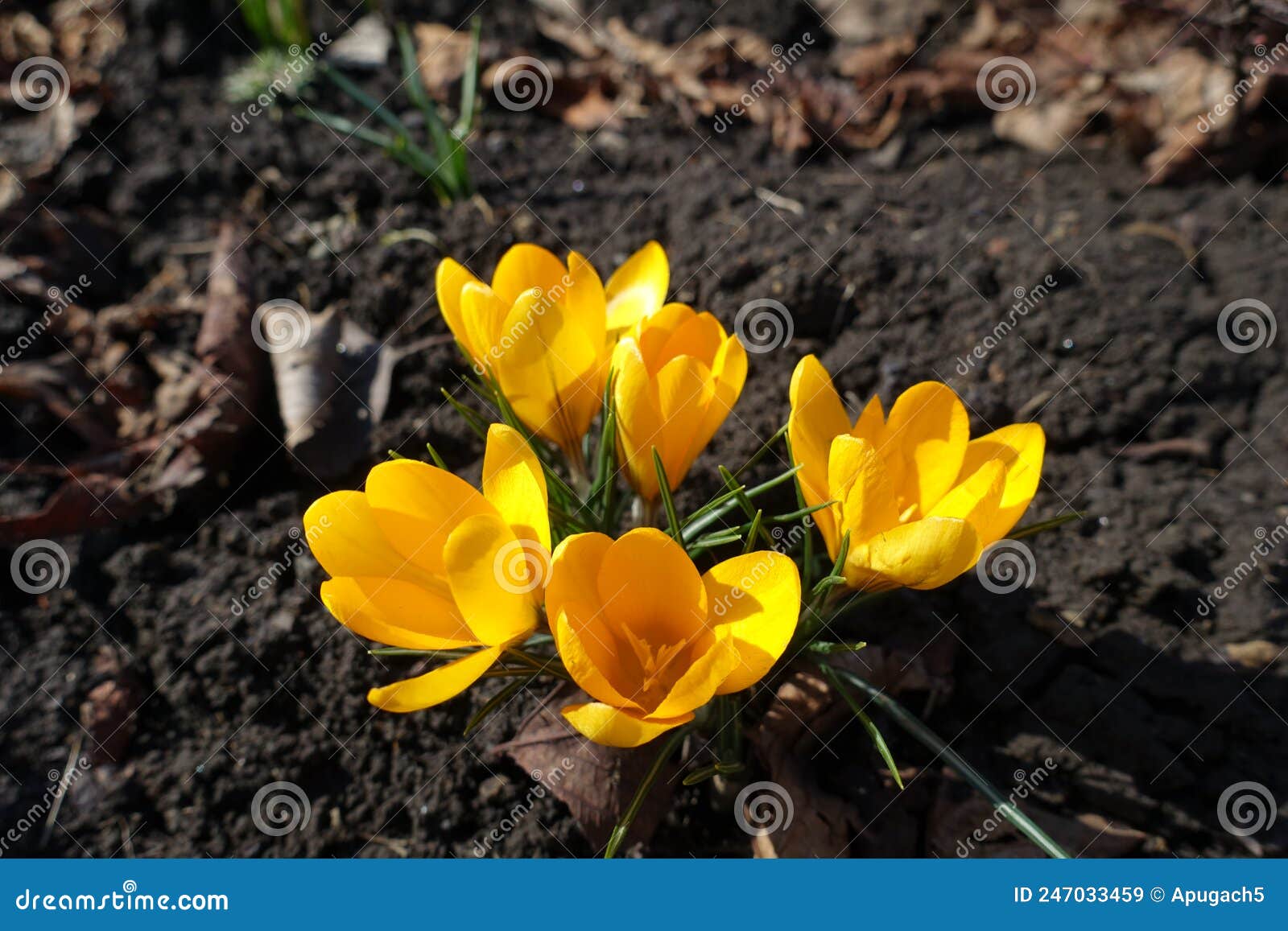 Five Yellow Flowers of Crocuses in February Stock Image - Image of ...