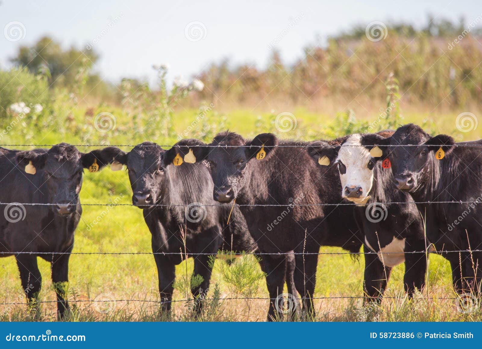 Five angus steers stock photo. Image of staring, steers - 58723886