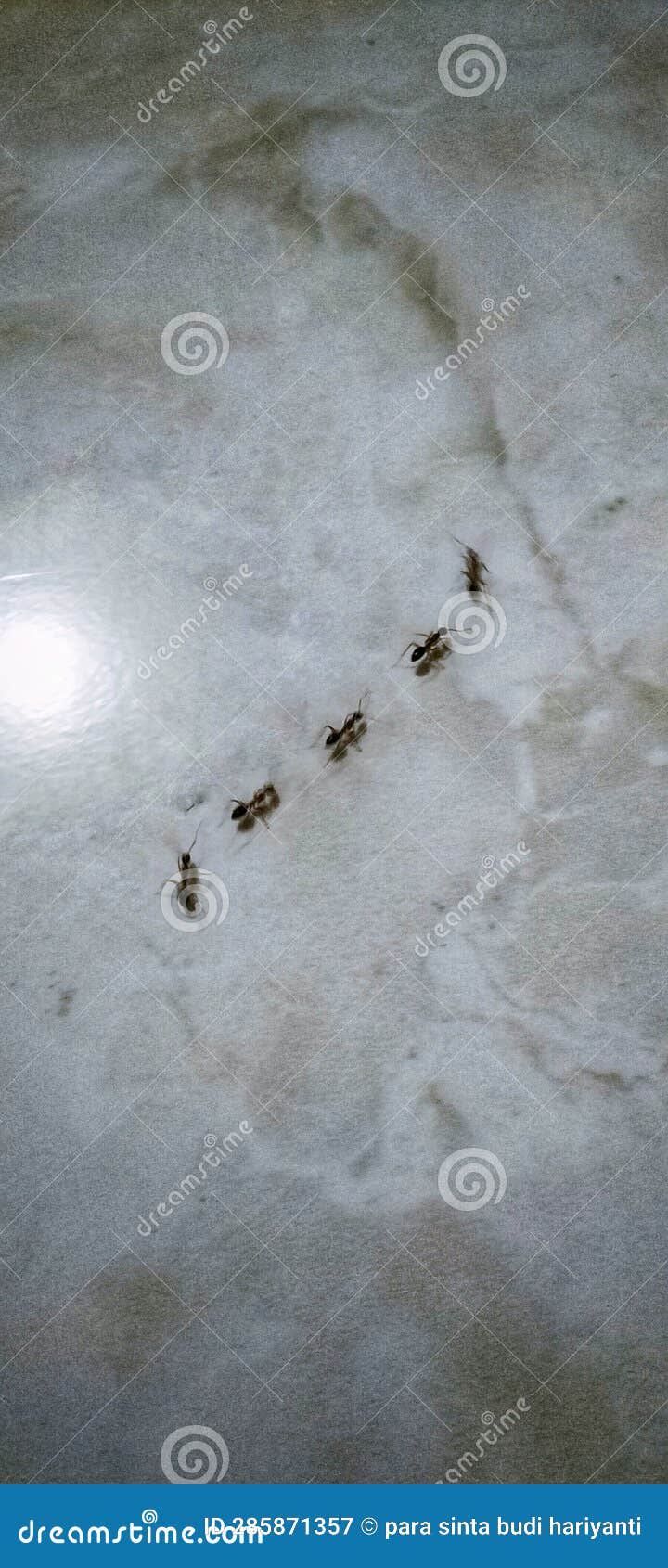 Marching Ants Between Trunks Stock Image | CartoonDealer.com #67150123