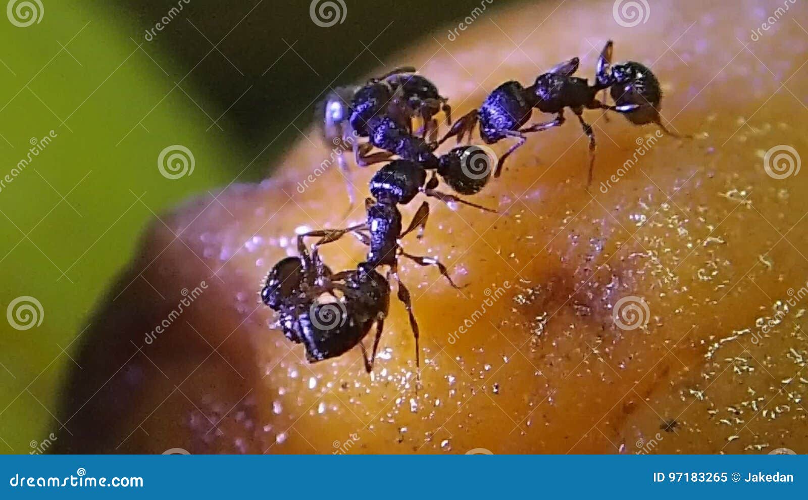 Five Ants Helping Each Other on an Apricot Fruit Stock Video - Video of ...