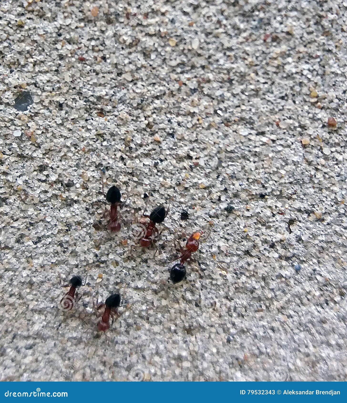 The five ants are moving stock image. Image of detail - 79532343