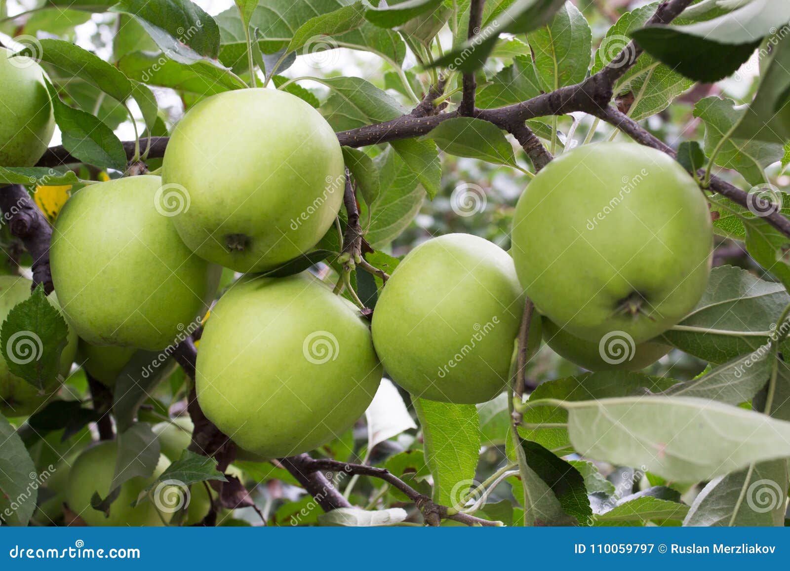 Five apples stock image. Image of place, grade, ripe - 110059797