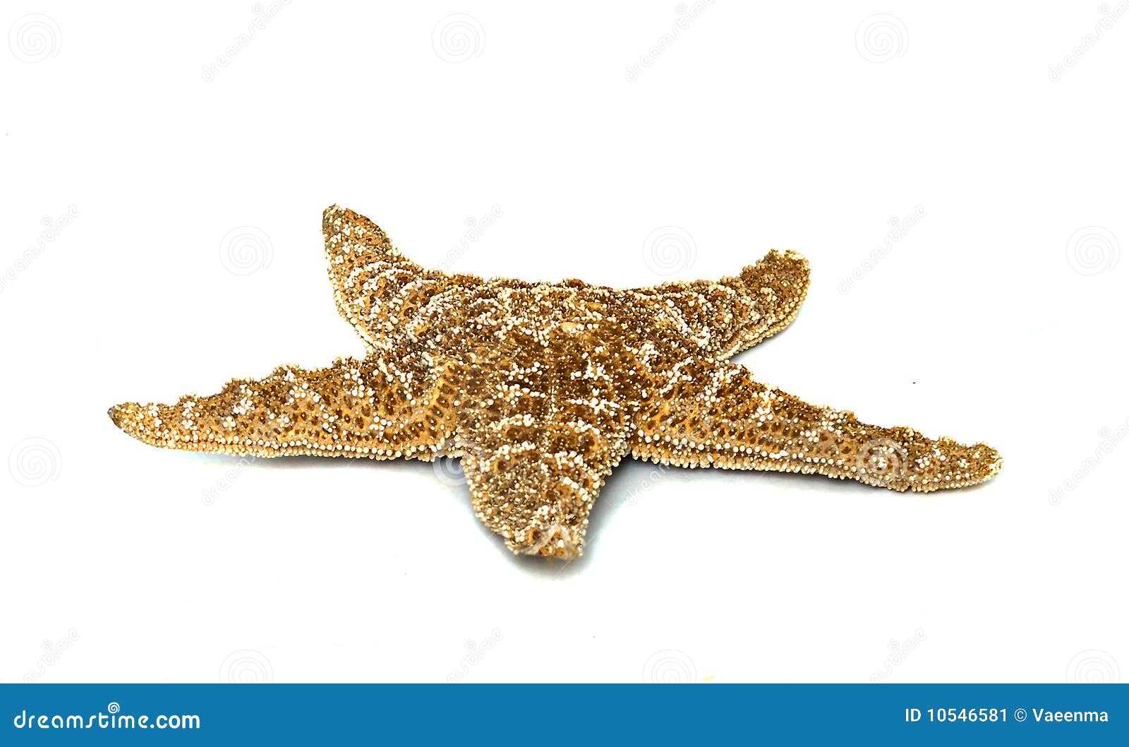 A five-arm starfish stock image. Image of marine, echinodermata - 10546581