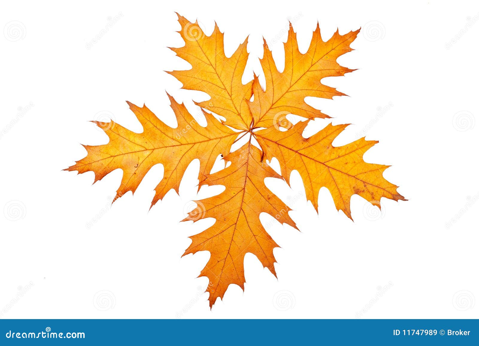 Five autumn leaves stock image. Image of arrangement - 11747989