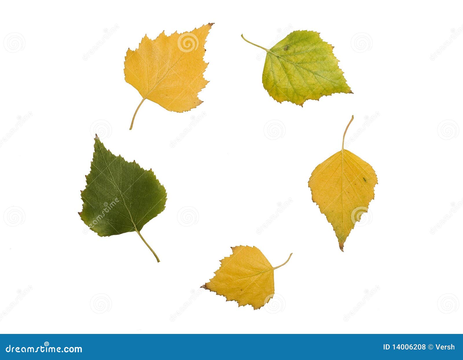 Five Autumn Leaves of Birch Stock Photo - Image of detail, background ...