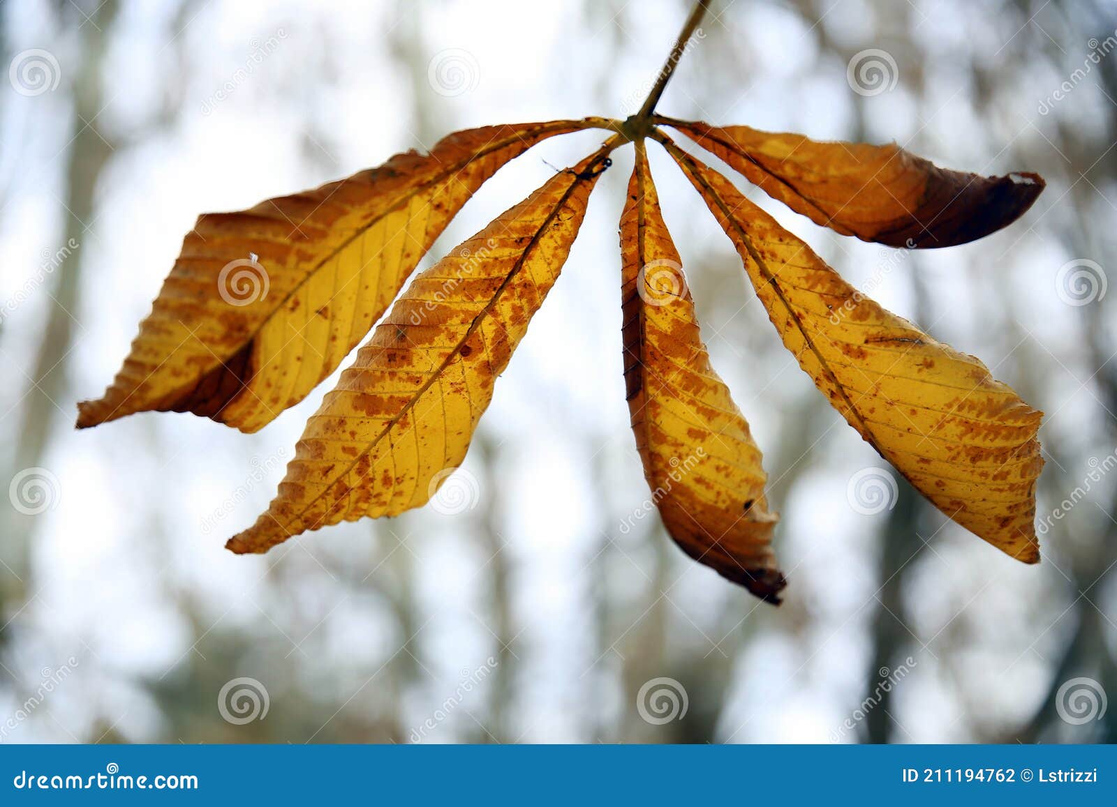 Five Autumn Leaves with Bokeh Effect Background Stock Photo - Image of ...