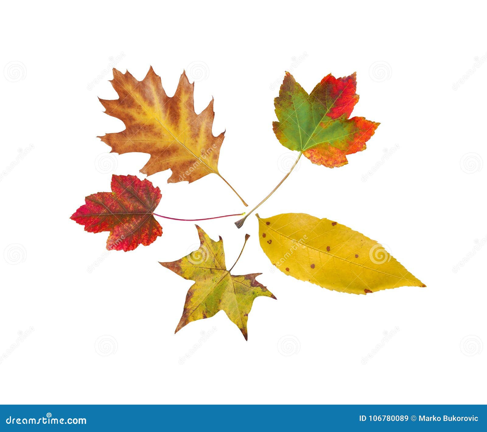 Five Autumn from Tree Natural Colored Leaf Isolated on White Stock ...