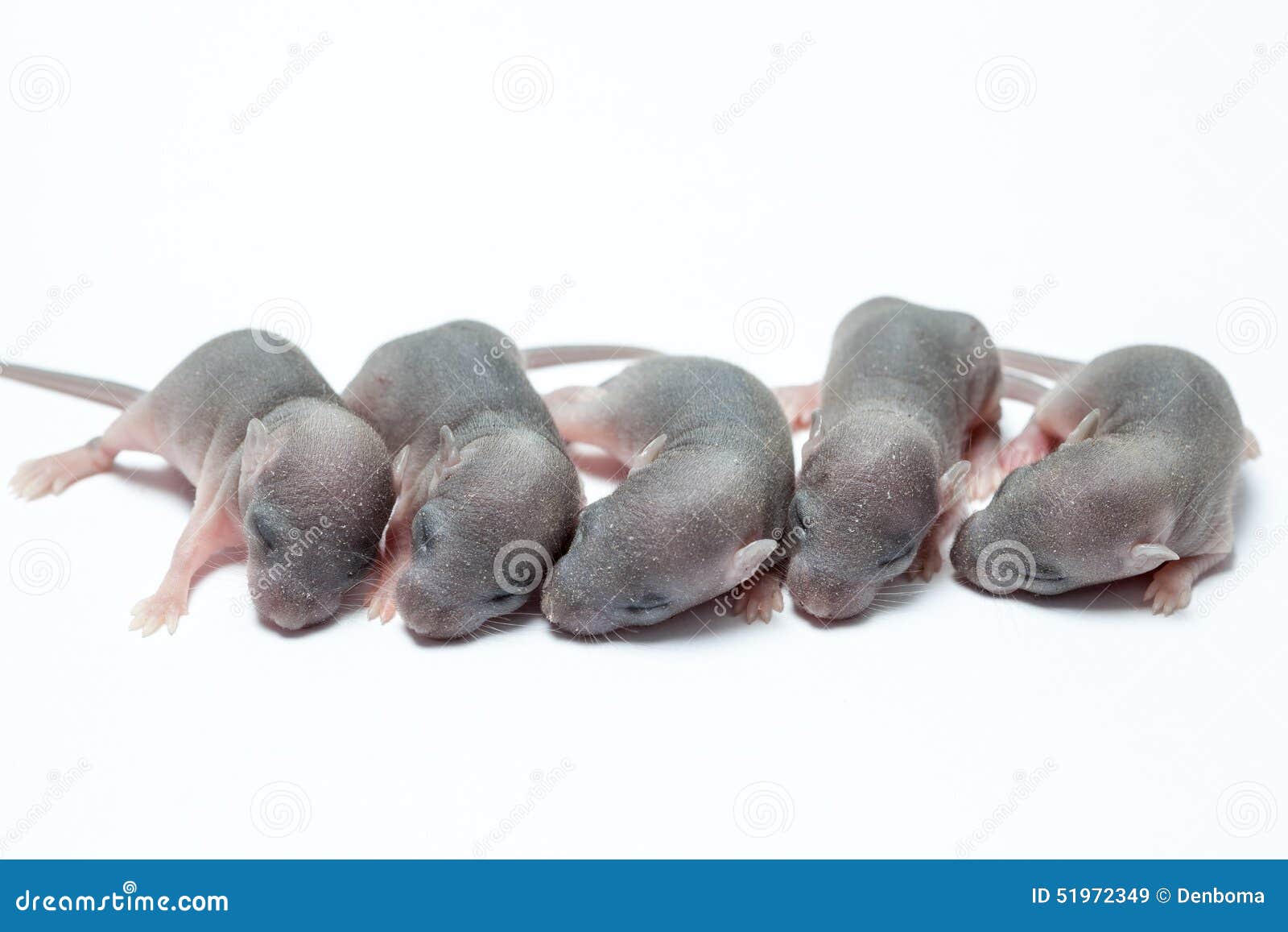 Five baby of a mouse stock image. Image of five, mammals - 51972349