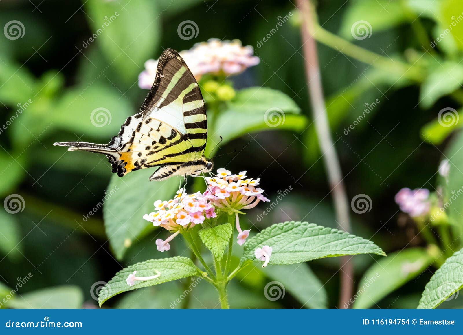 Five-bar Swordtail Pathysa Antiphates Stock Photo - Image of outdoors ...