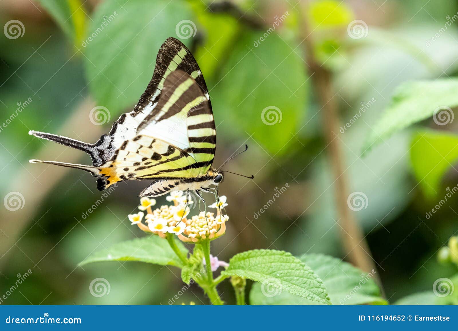 Five-bar Swordtail Pathysa Antiphates Stock Photo - Image of fivebar ...