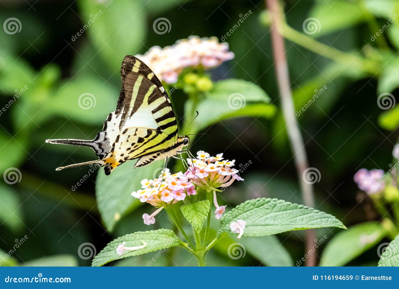 Five-bar Swordtail Pathysa Antiphates Stock Image - Image of antiphates ...