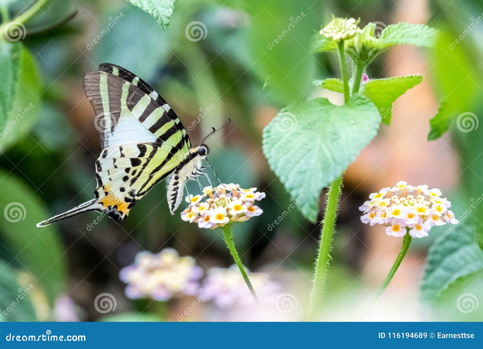 Five-bar Swordtail Pathysa Antiphates Stock Image - Image of flower ...